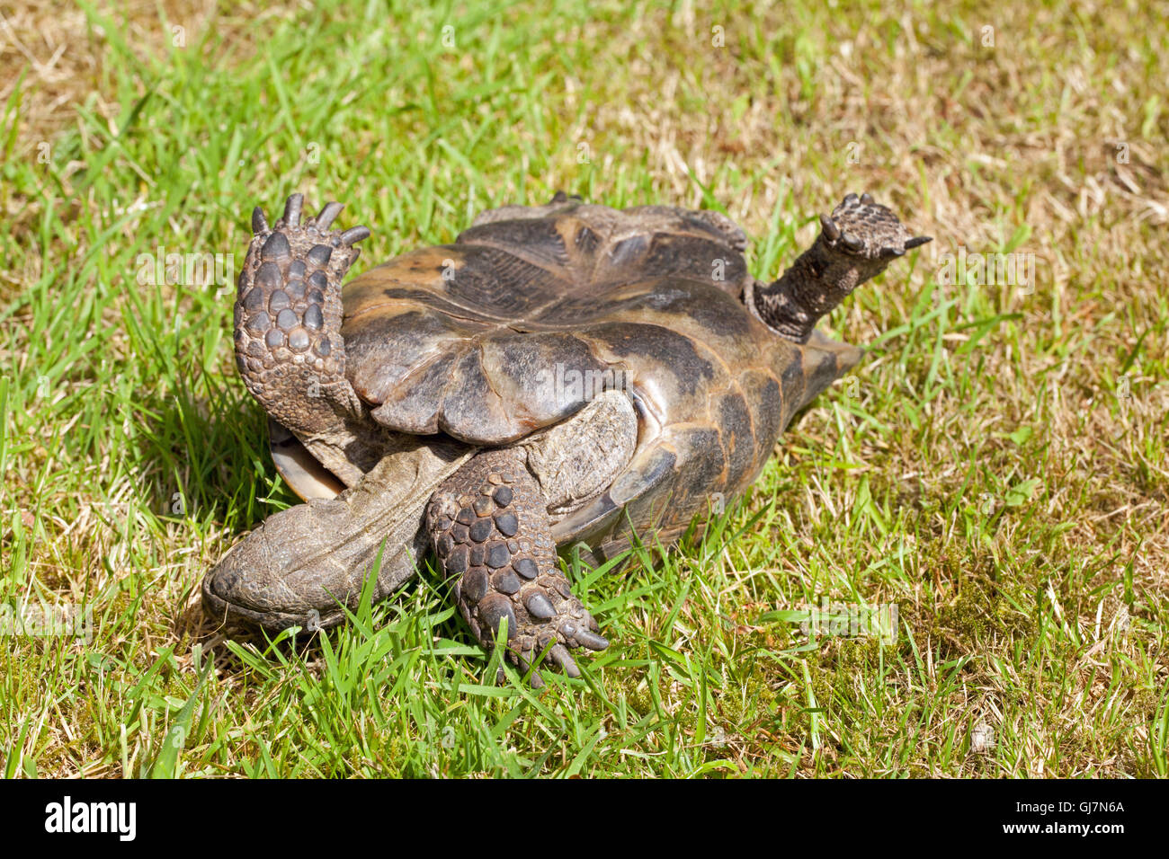 Optical Righting Reflex Infants