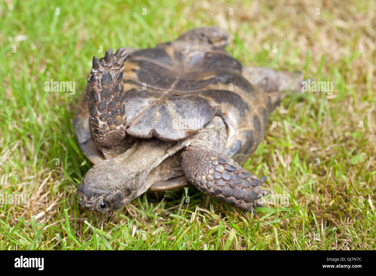 Mediterranean Spur-thighed Tortoise (Testudo graeca). Righting reflex ...