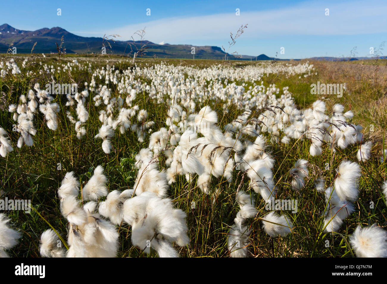 Peninsula Snaefellsnes, cotton grass Stock Photo - Alamy