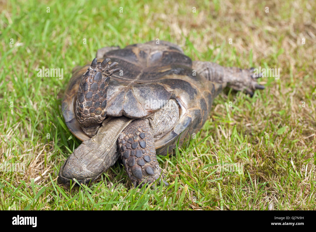 Mediterranean Spur-thighed Tortoise (Testudo graeca). Righting reflex ...