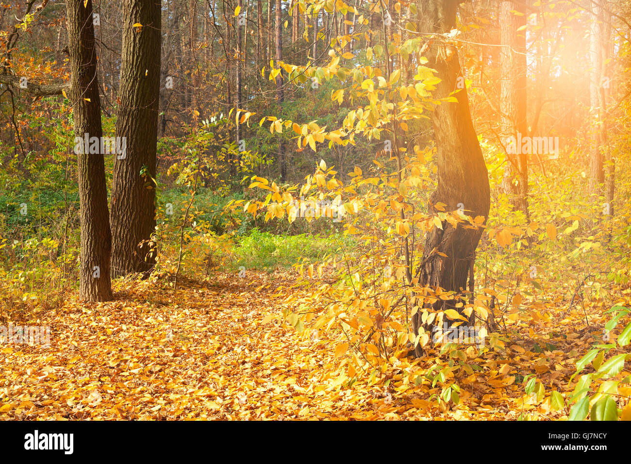 Deciduous trees in the forest with leaves colored in gold Stock Photo ...