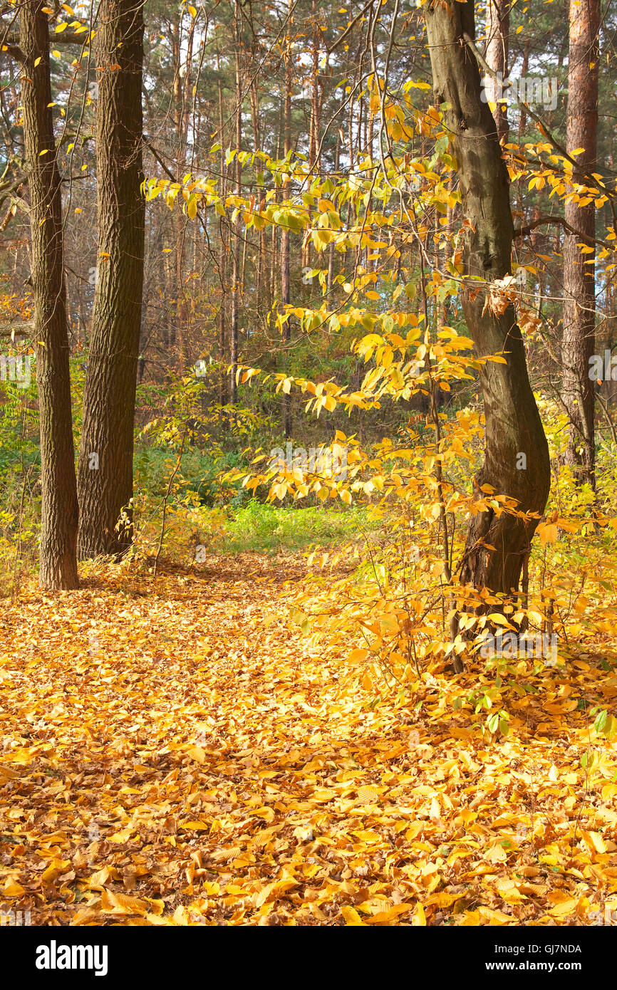 Autumn trees in the forest covered with golden leaves Stock Photo - Alamy