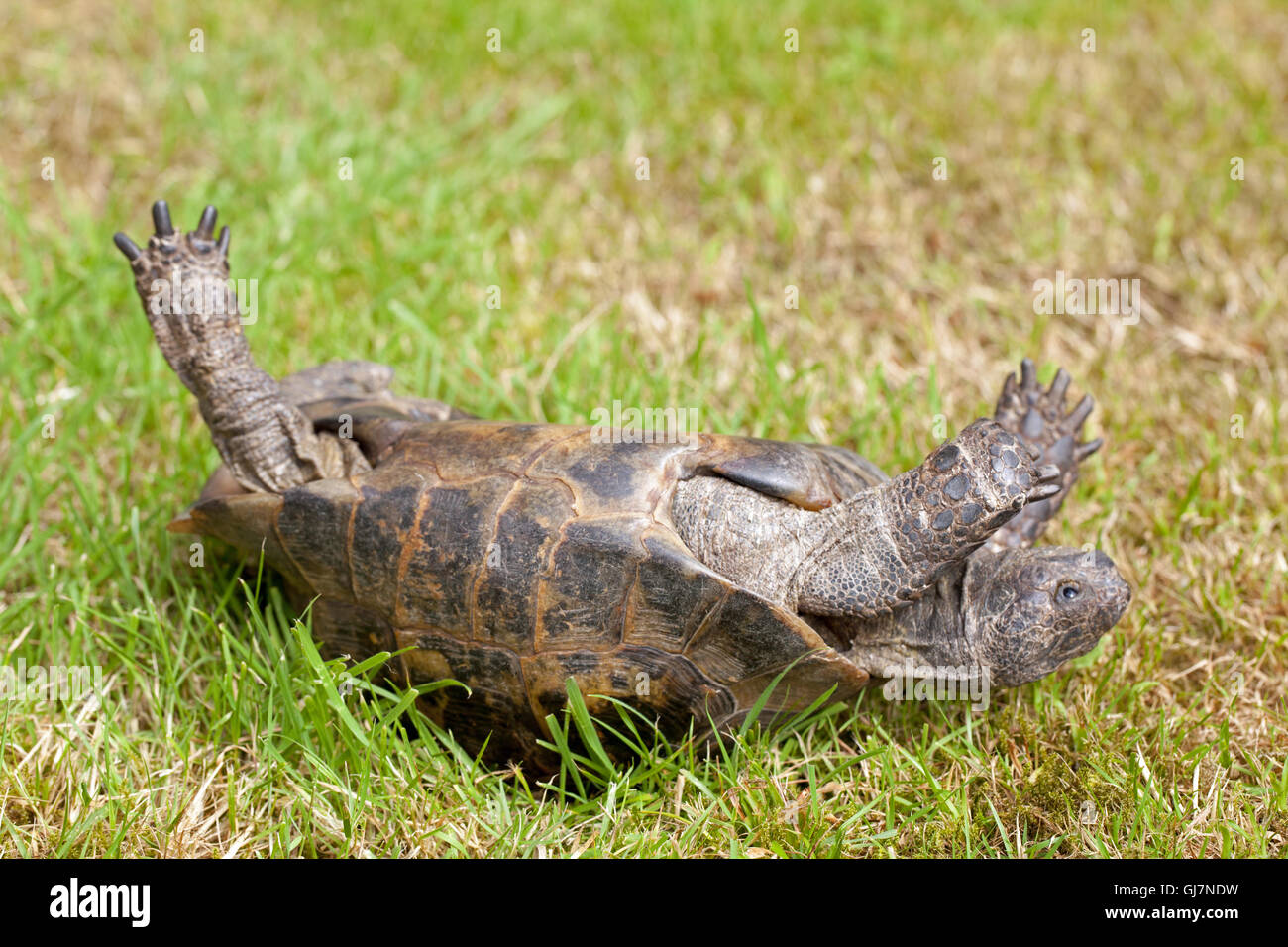 Mediterranean Spur-thighed Tortoise (Testudo graeca). Righting reflex ...
