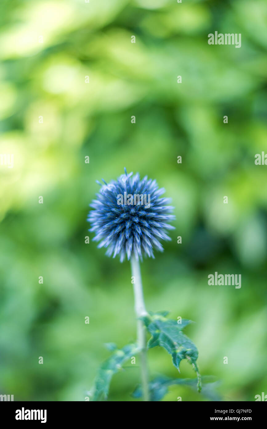 globe thistle plant in the wild Stock Photo - Alamy