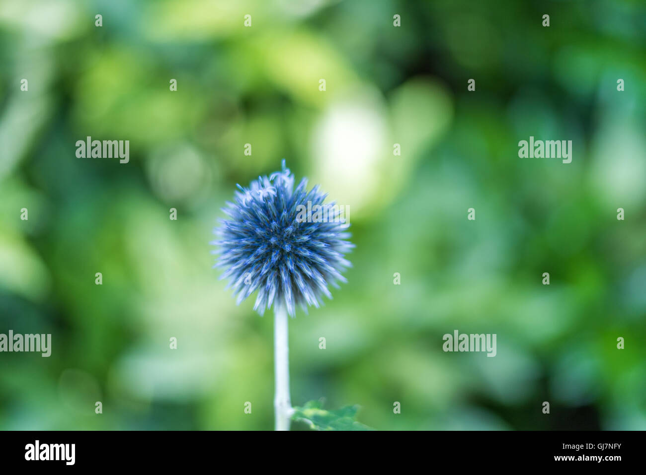 globe thistle plant in the wild Stock Photo - Alamy