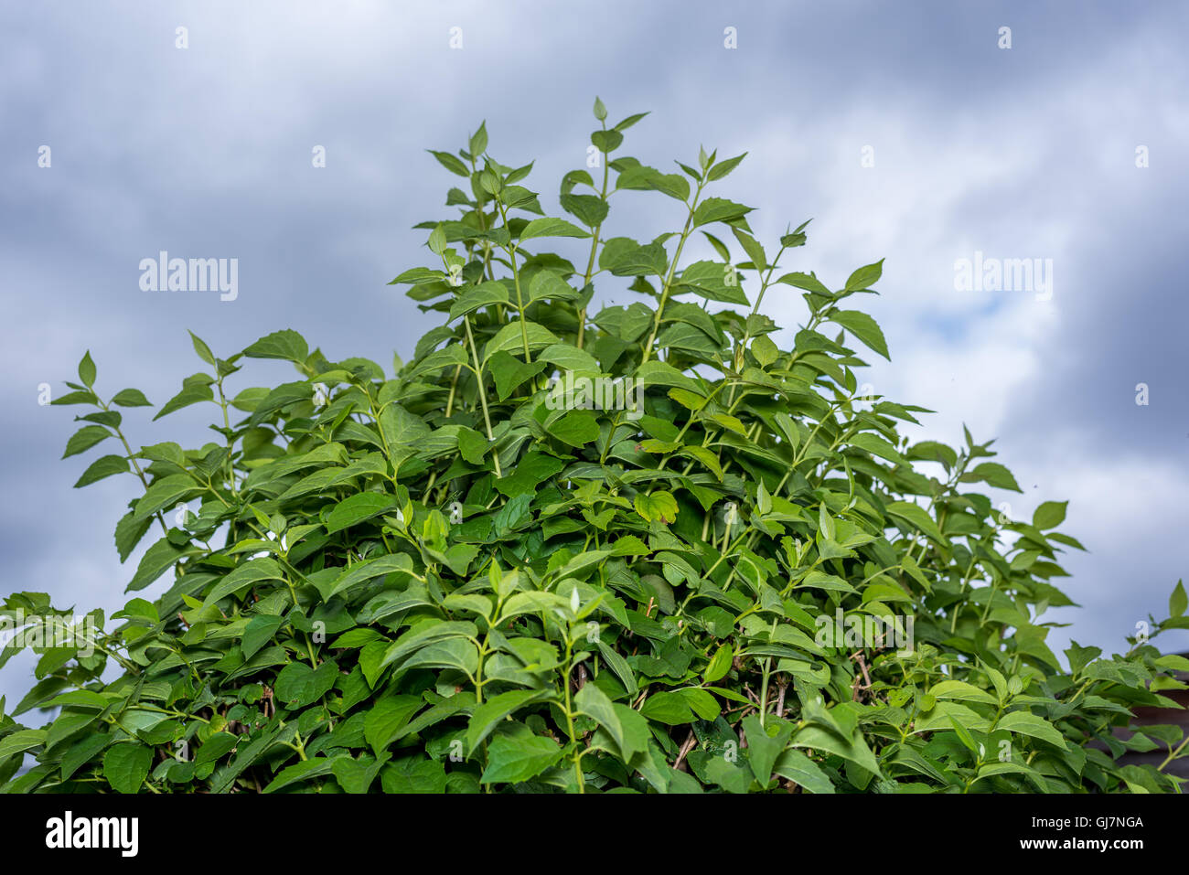 A Garden bush against the sky Stock Photo - Alamy