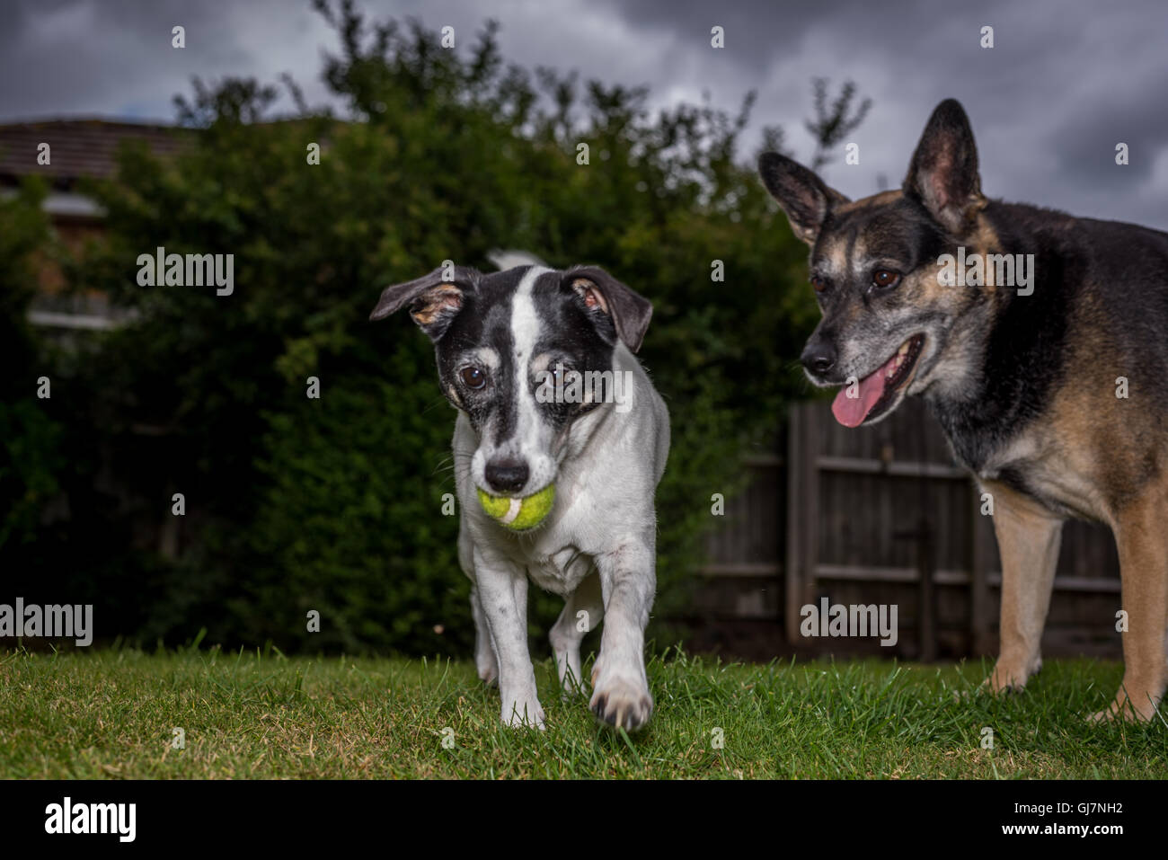 Jack Russell German Shepherd Mix