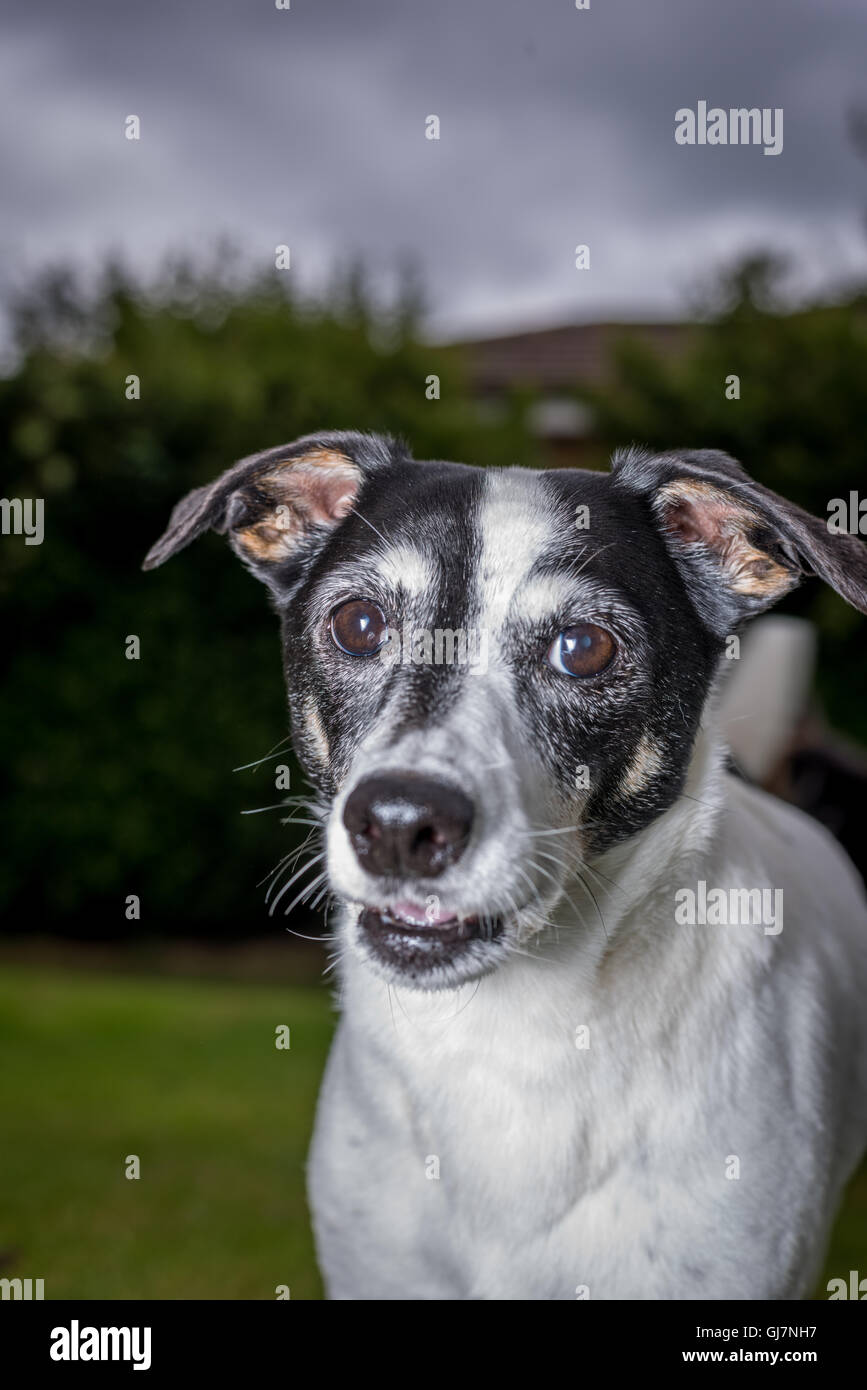 a Jack Russell playing ball in a garden Stock Photo - Alamy