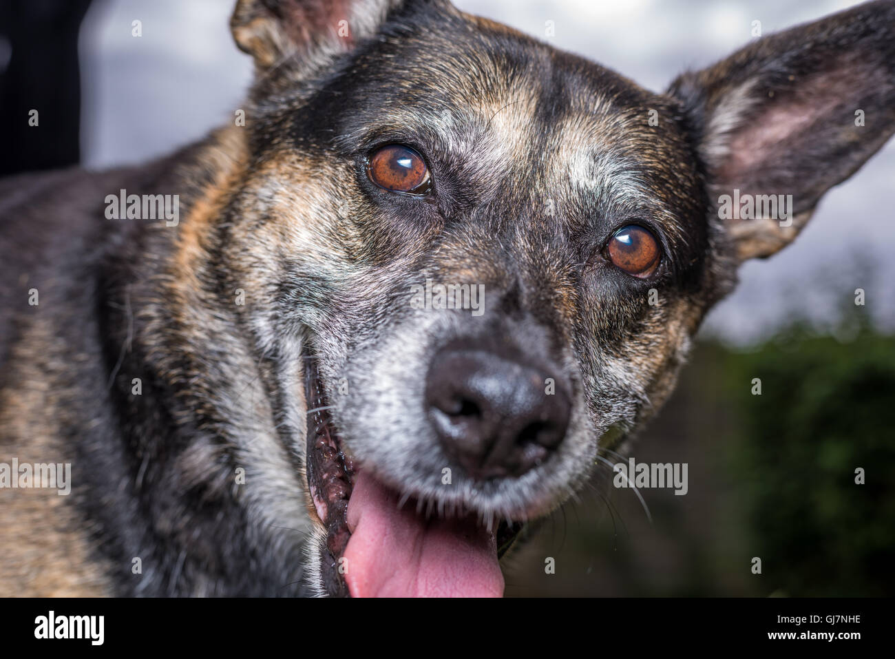 German sheppard cross breed dog hi-res stock photography and images - Alamy