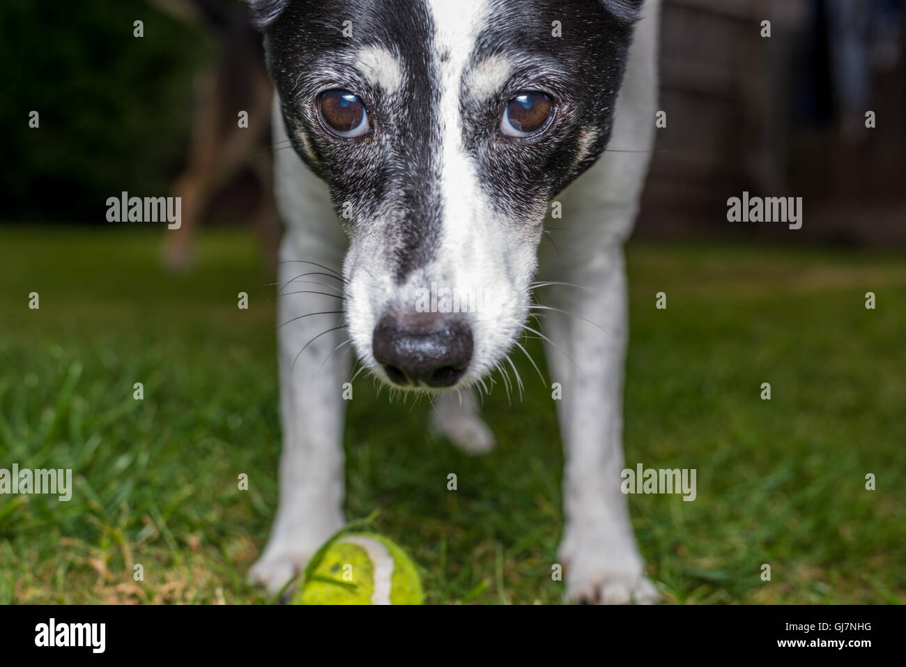 a Jack Russell playing ball in a garden Stock Photo - Alamy