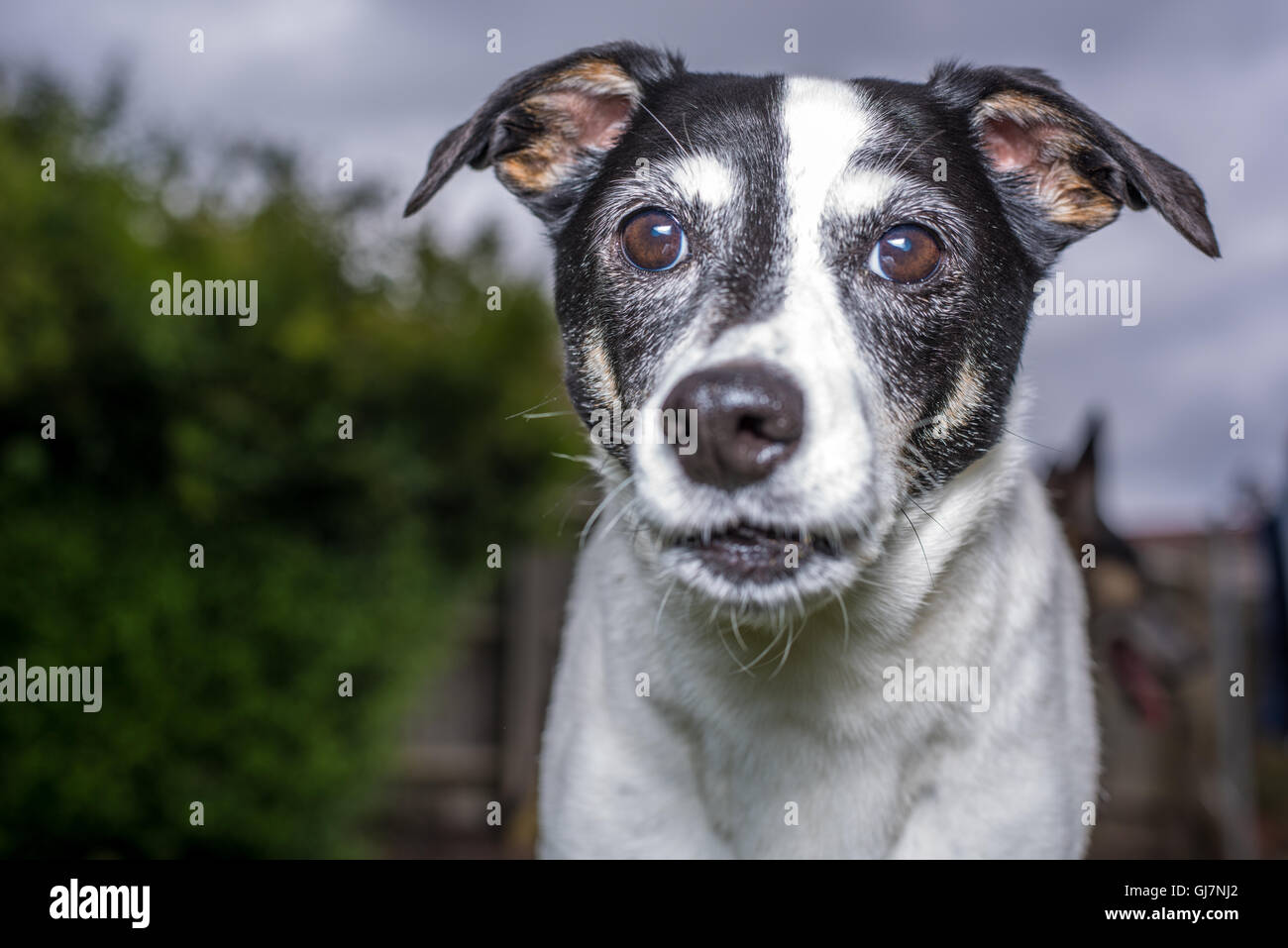Funny happy jack russell terrier hi-res stock photography and images ...