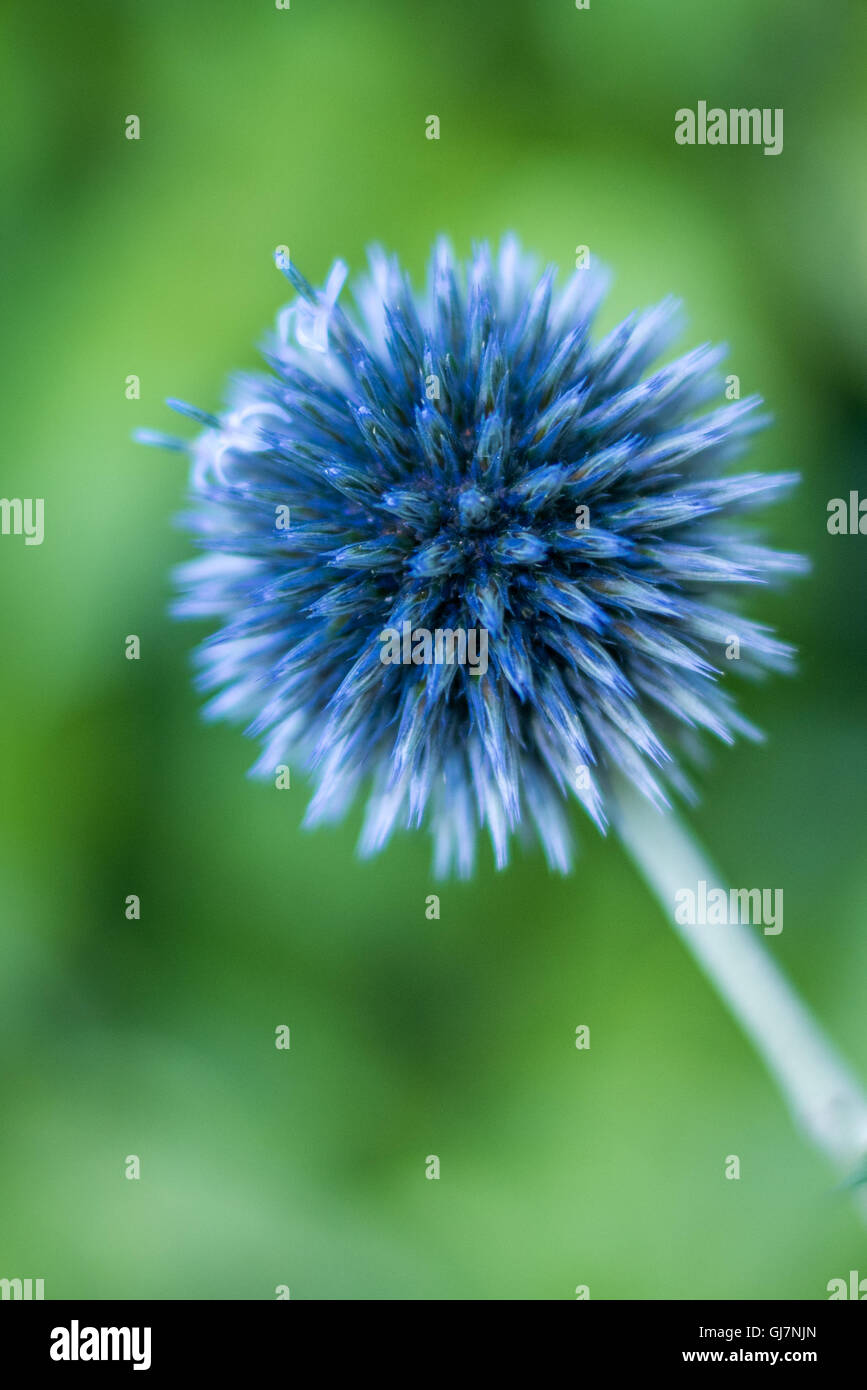 Plant blue thistle hi-res stock photography and images - Alamy