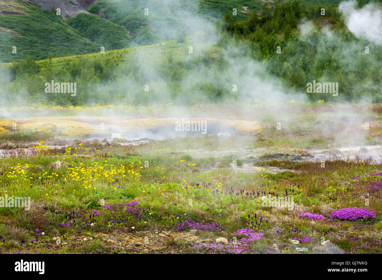 Iceland, Geothermal field, geyser Stock Photo - Alamy