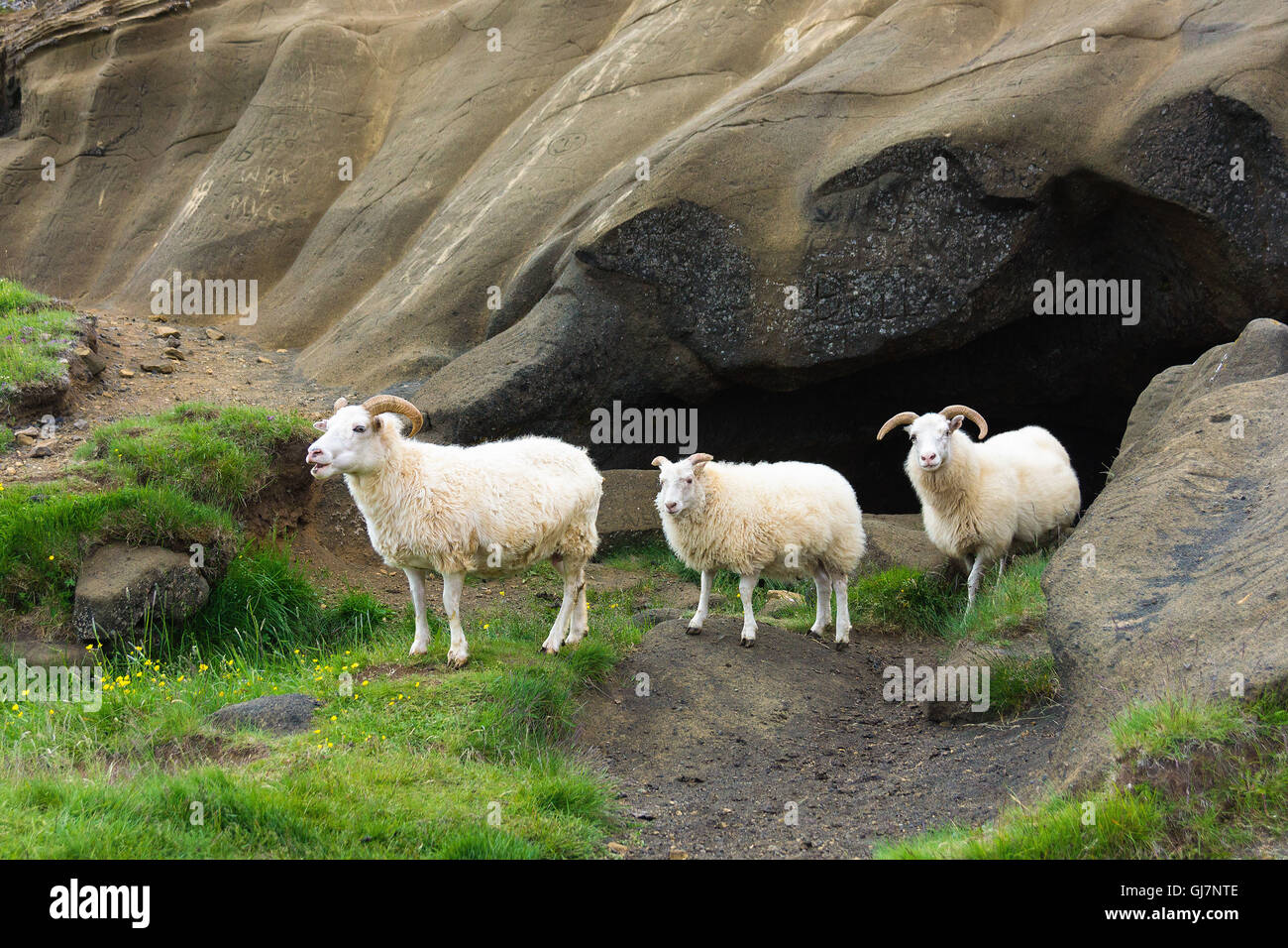 Lava cave Laugardalur, sheep Stock Photo - Alamy