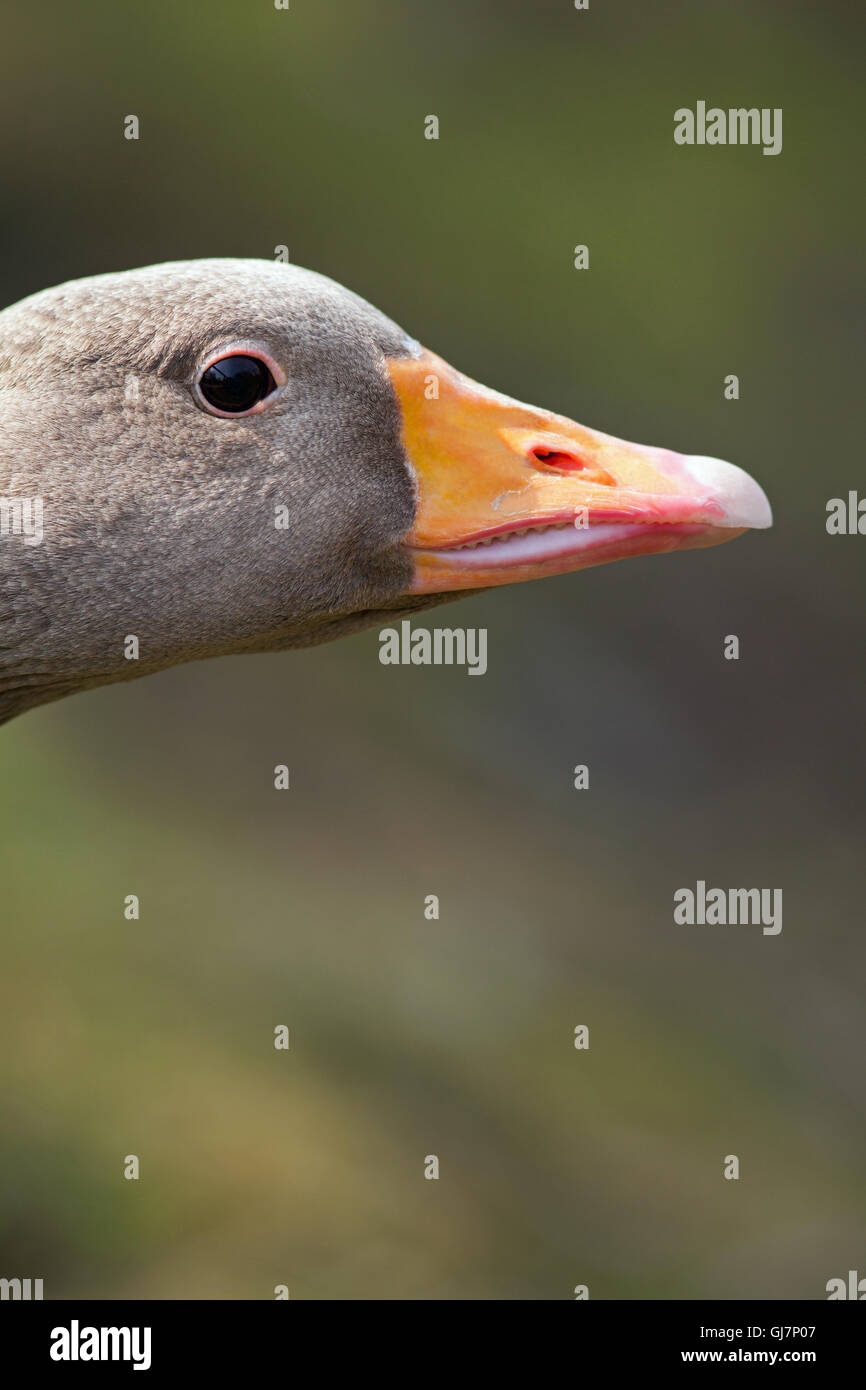 Greylag Goose (Anser anser). Head profile Stock Photo - Alamy