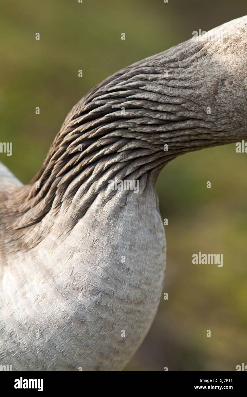 Goose neck hi-res stock photography and images - Alamy