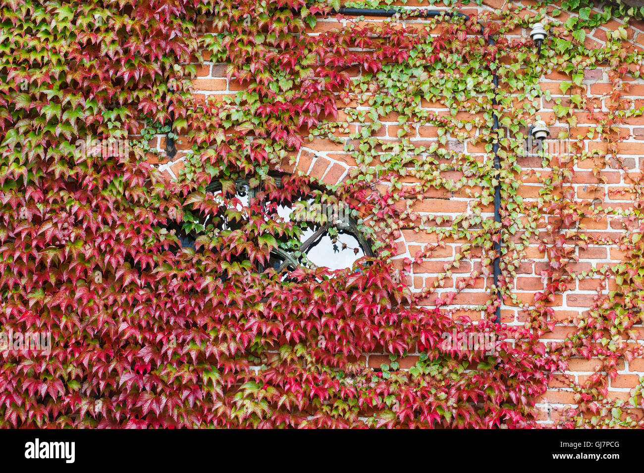 Vines on a wall hi-res stock photography and images - Alamy