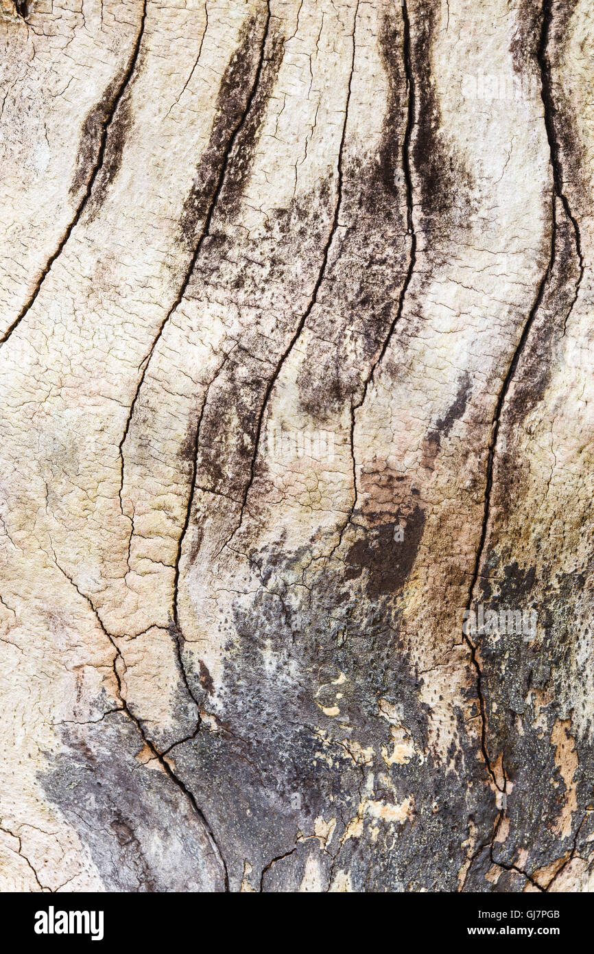 artwork made of nature, Natural texture, wooden Stock Photo - Alamy