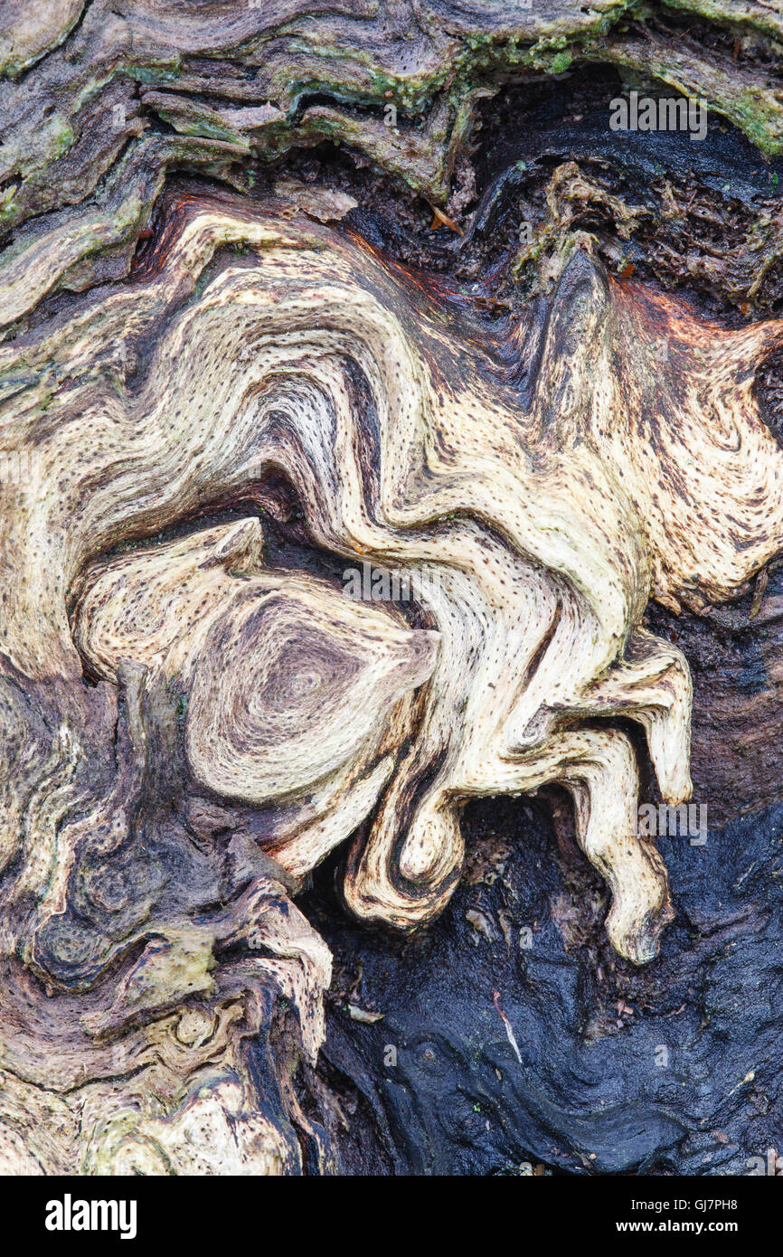 artwork made of nature, Natural texture, wooden Stock Photo - Alamy