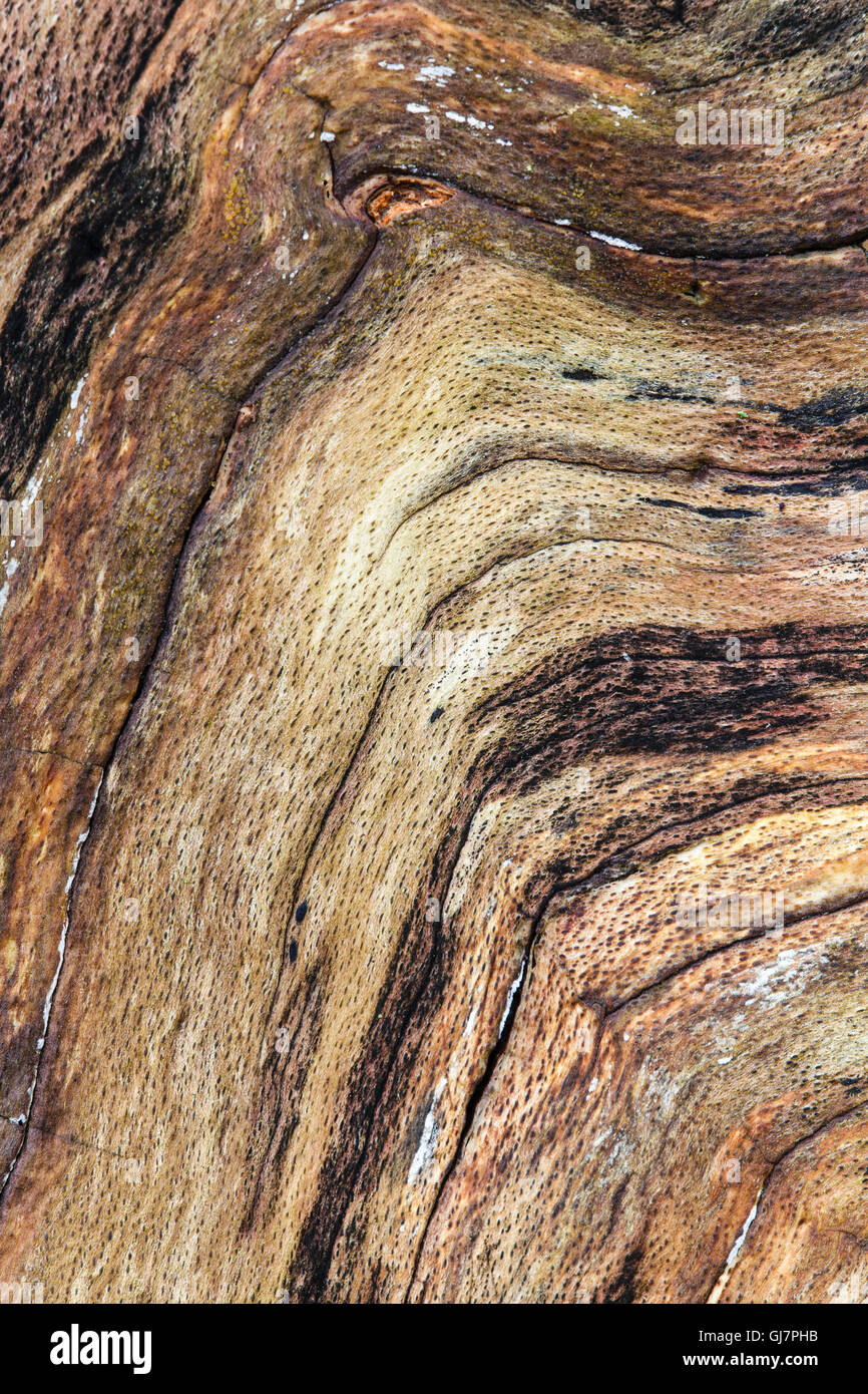 artwork made of nature, Natural texture, wooden Stock Photo - Alamy