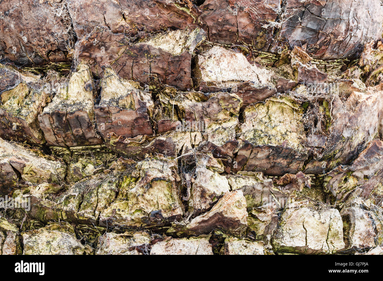 Date tree hi-res stock photography and images - Alamy