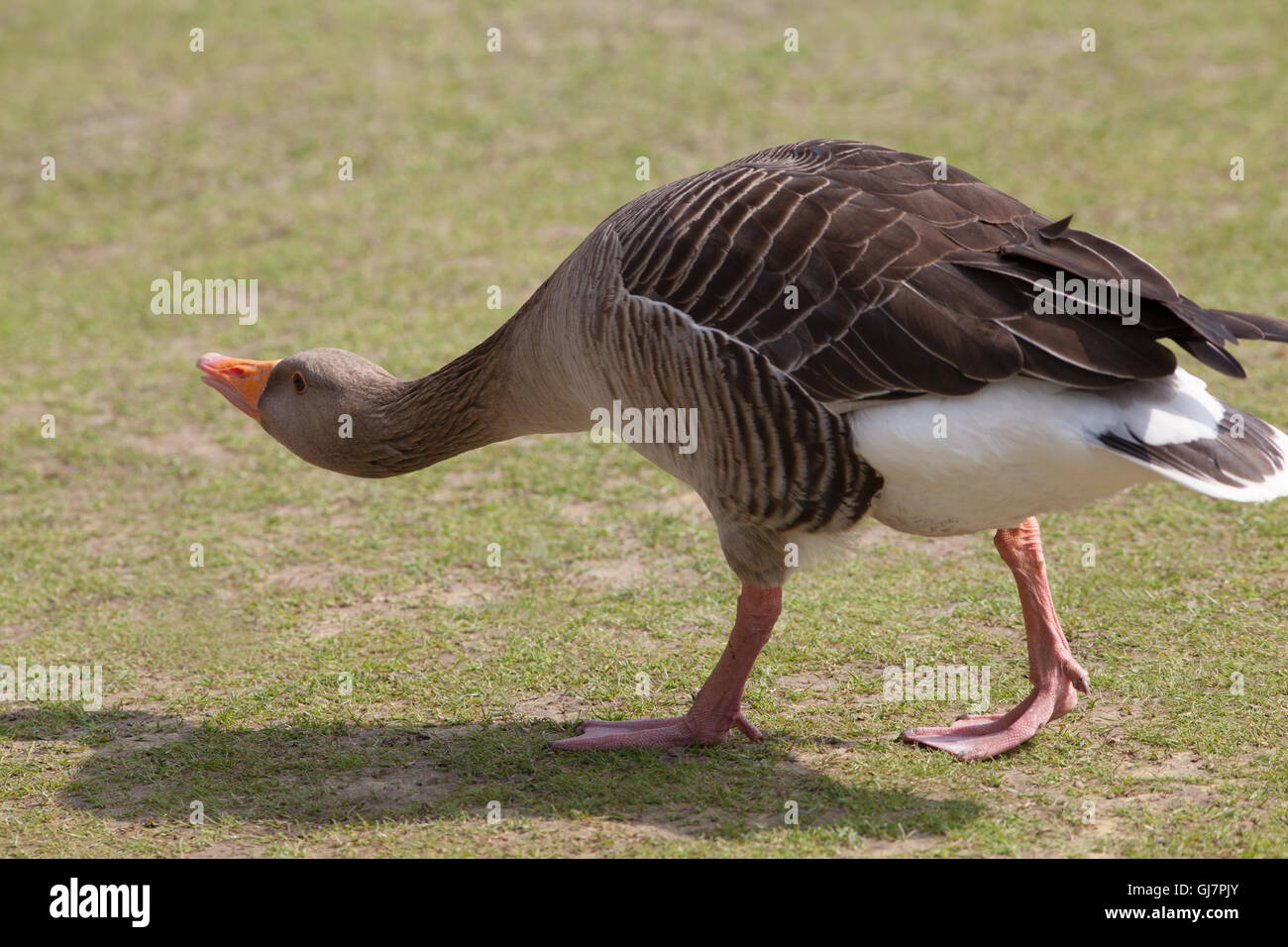 High intensity hi-res stock photography and images - Alamy