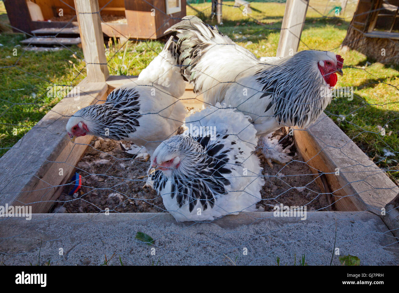 Brahmas chicken (giant Stock Photo - Alamy