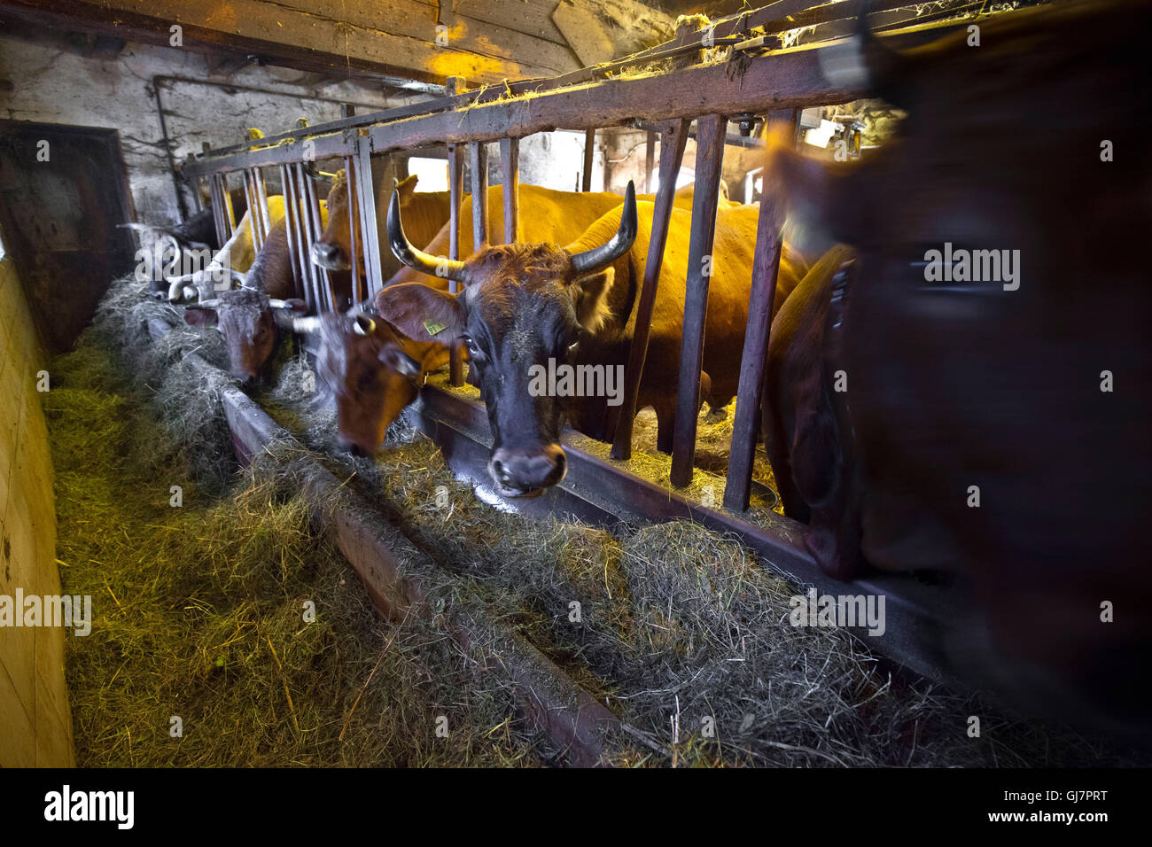 Cows lining hi-res stock photography and images - Alamy