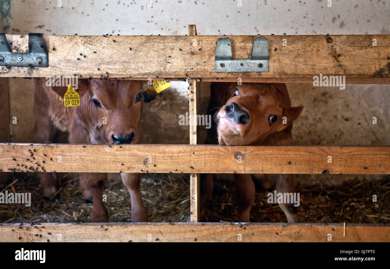 two calves in the stable Stock Photo - Alamy