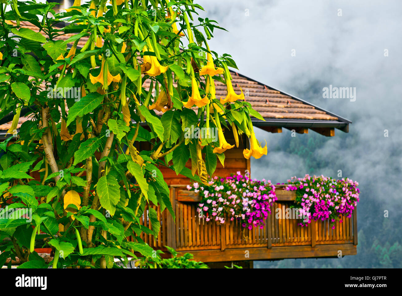 Trumpet tree in front of balcony flowers Stock Photo - Alamy