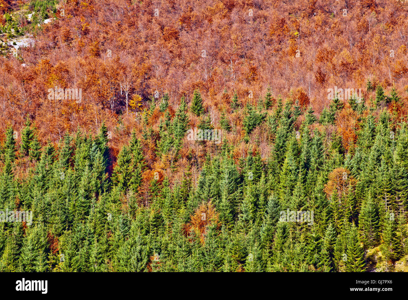 Booking mixed forest hi-res stock photography and images - Alamy