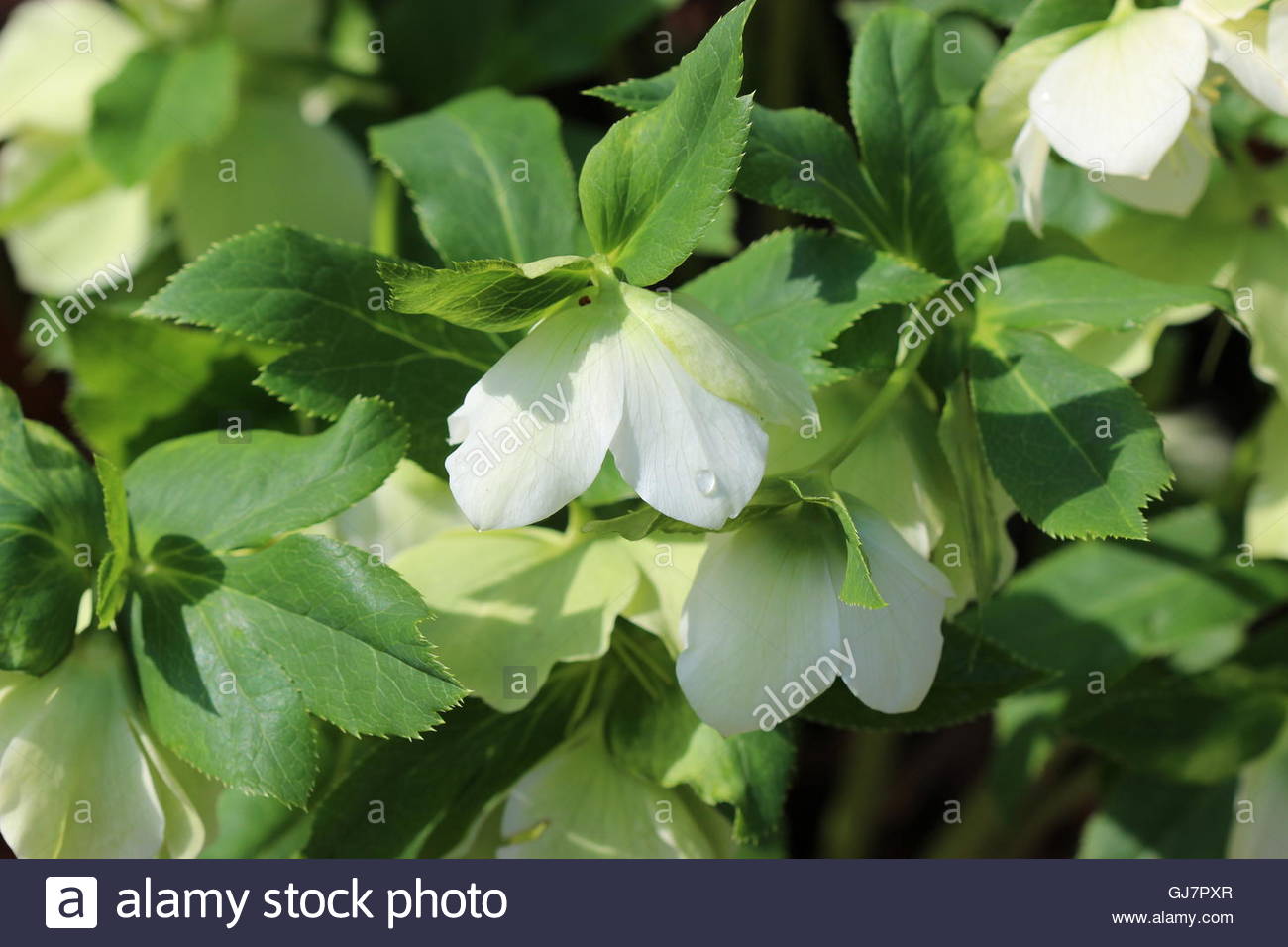 Hellebores Stock Photos & Hellebores Stock Images - Alamy
