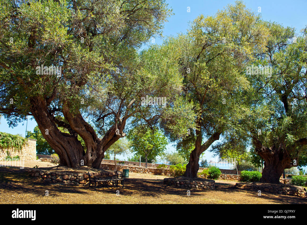 Olive trees in sardinia hi-res stock photography and images - Alamy