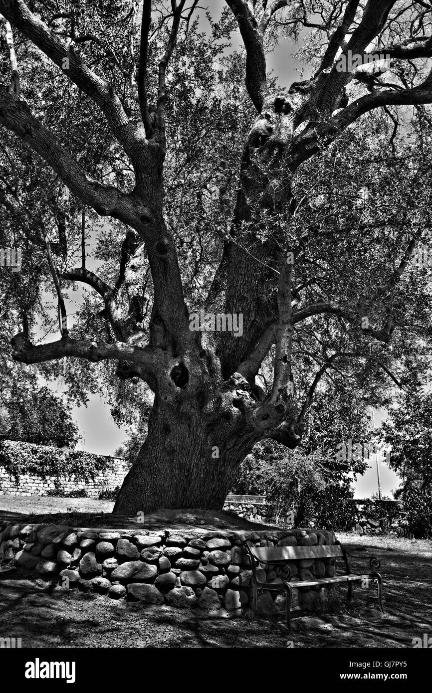 mystic giant tree Stock Photo - Alamy