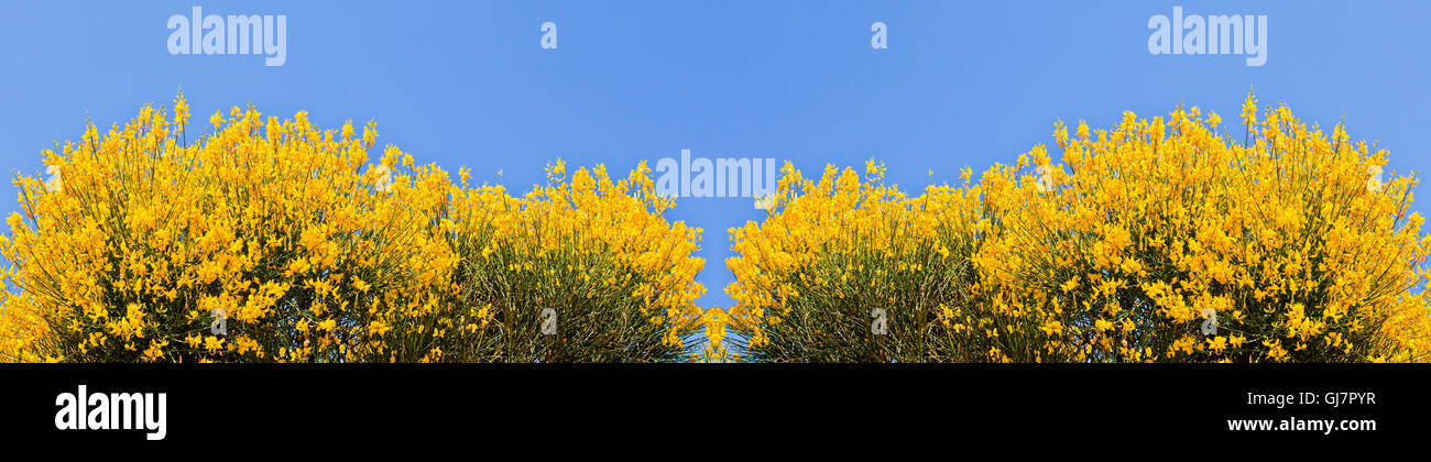 yellow gorse hedge in front of blue heaven Stock Photo - Alamy