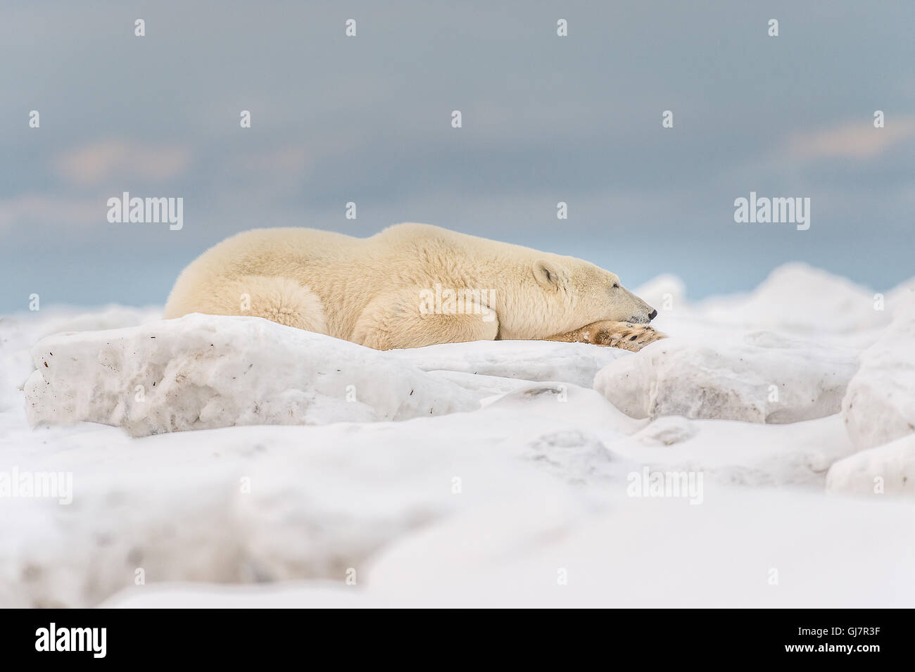 Polar Bear sleeping on ice Stock Photo - Alamy
