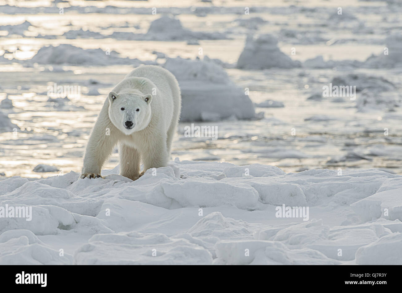 Polar Bear with tags / buttons in ears Stock Photo - Alamy
