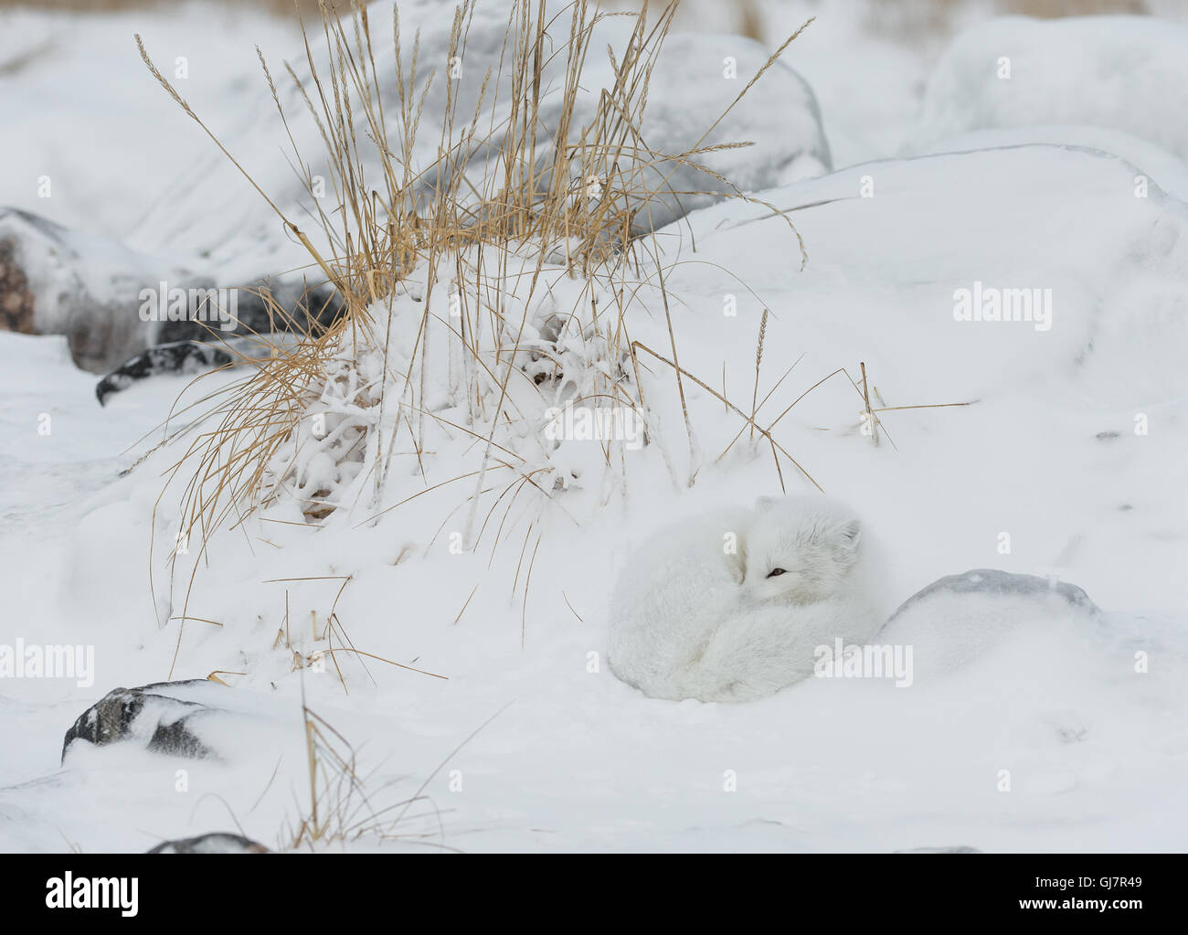 Fox sleeping snow hi-res stock photography and images - Alamy