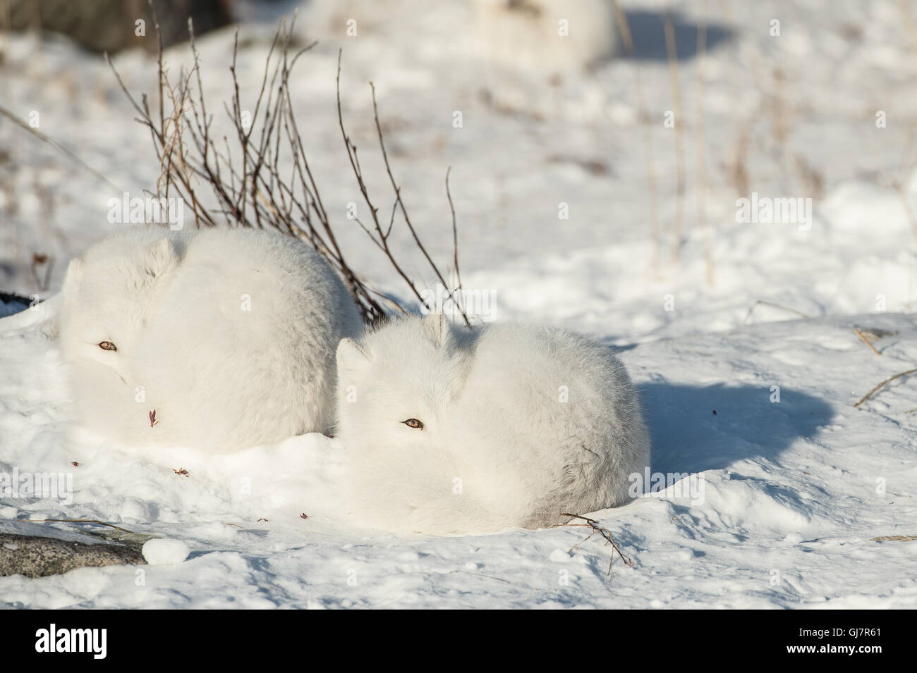 Curled up arctic fox in hi-res stock photography and images - Alamy