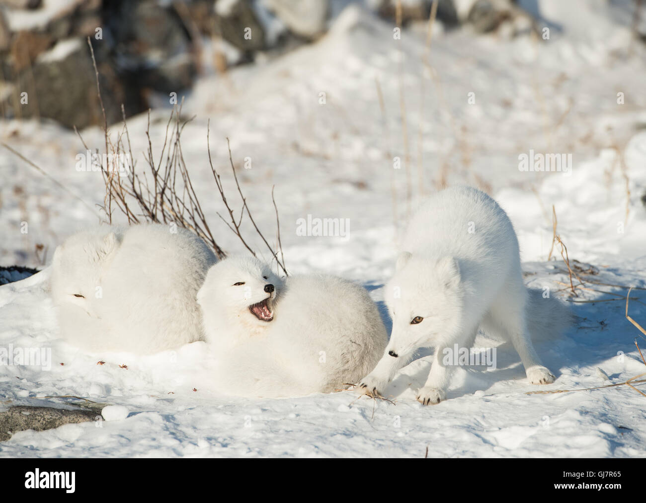Arctic Fox Curled High Resolution Stock Photography and Images - Alamy