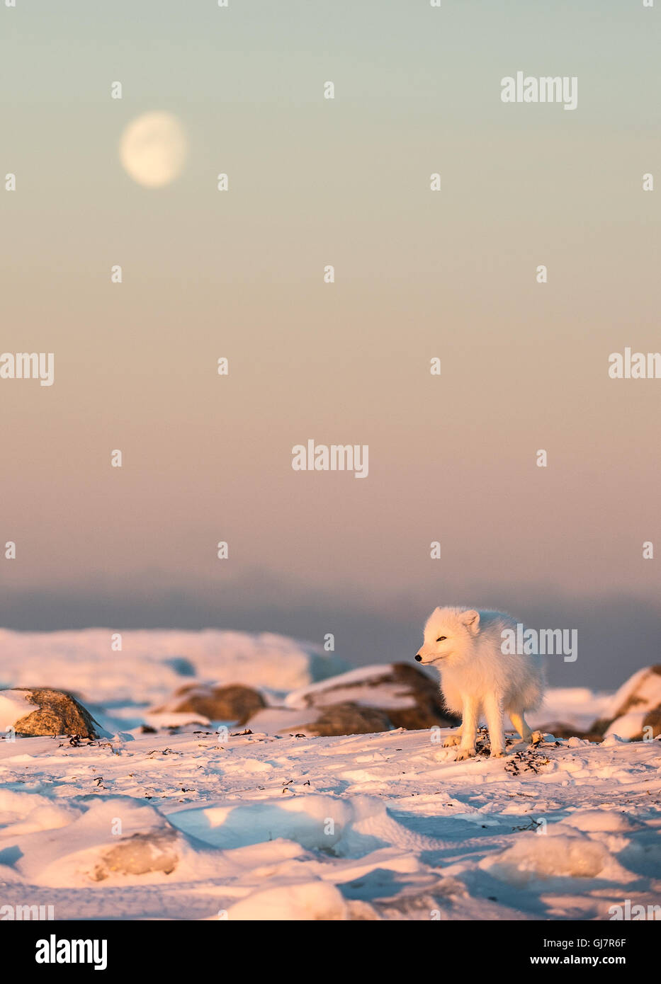 Arctic Fox - sunset Stock Photo - Alamy