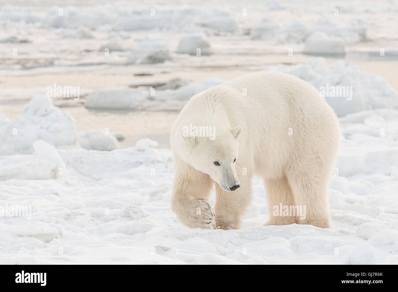 Polar Bear close up on arctic tundra Stock Photo - Alamy