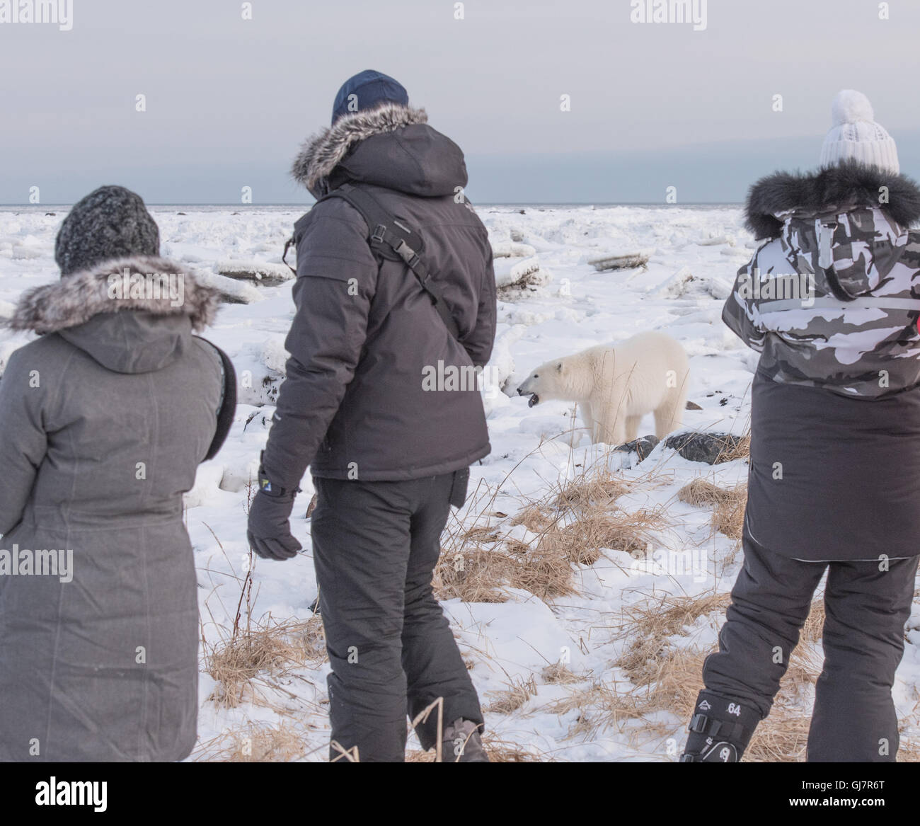 Polar Bear close to people Stock Photo - Alamy
