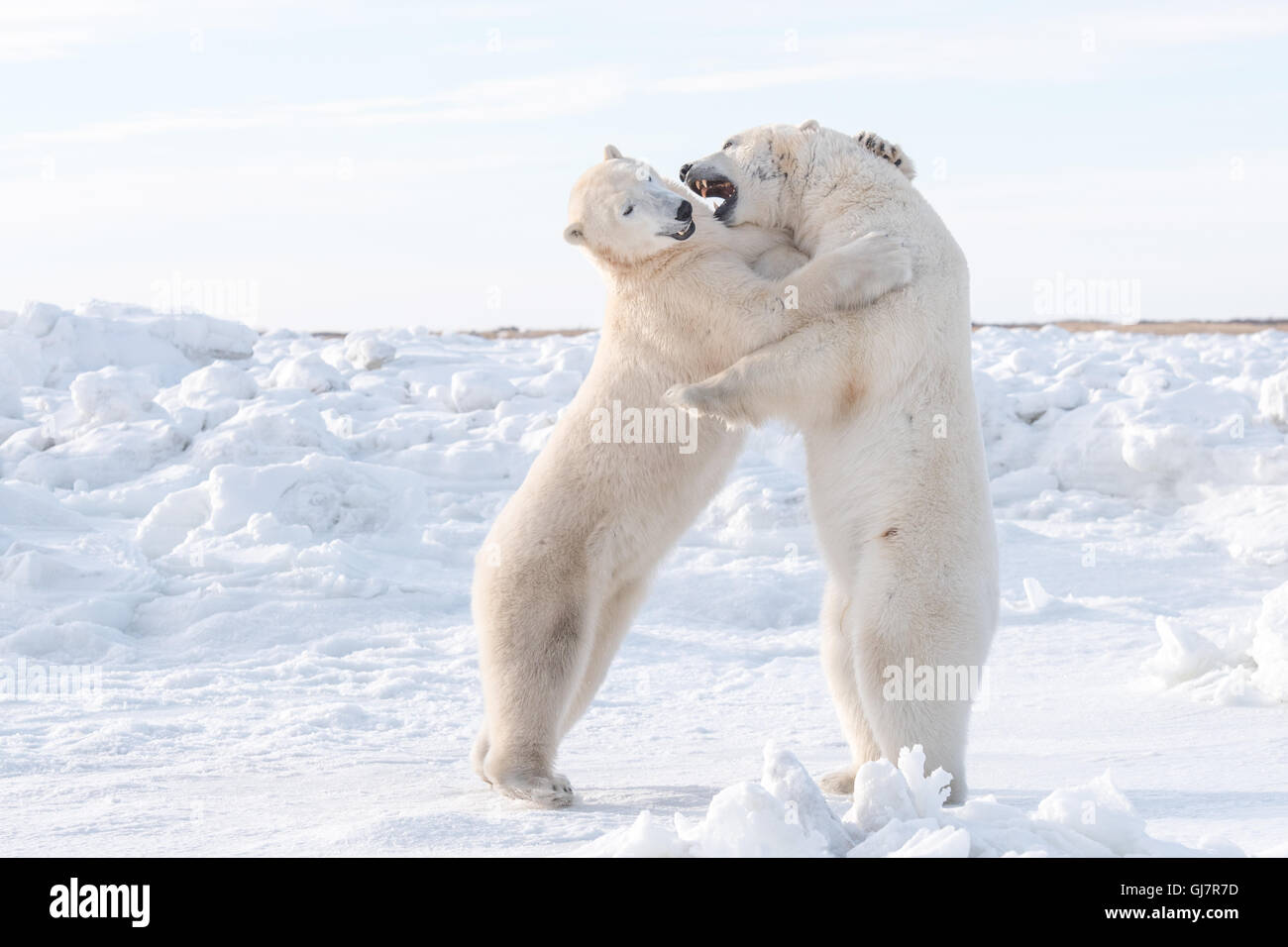 Polar Bear Fight