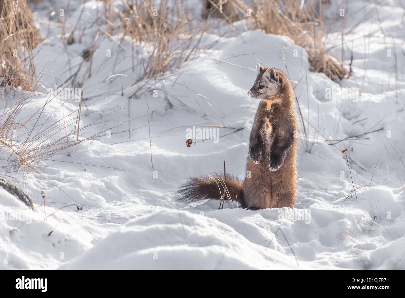 American pine marten hi-res stock photography and images - Alamy