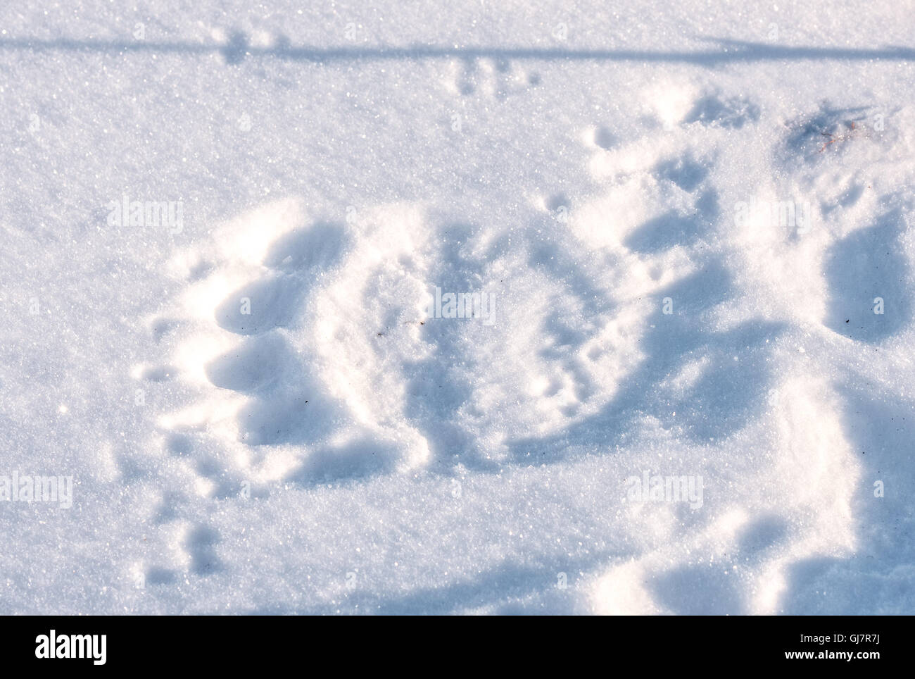 Bear footprint hi-res stock photography and images - Alamy