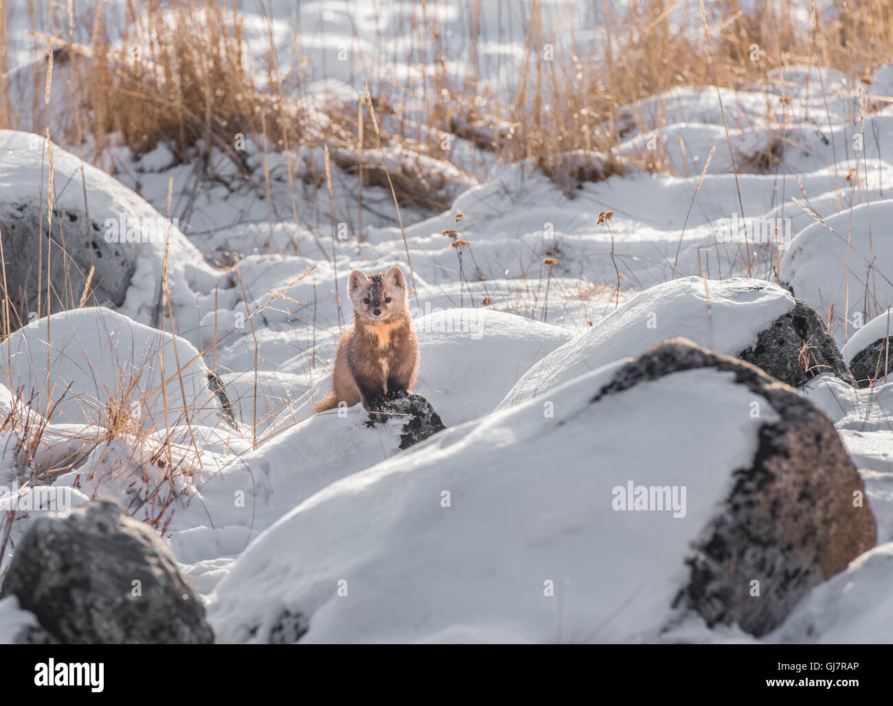 American marten in snow hi-res stock photography and images - Alamy