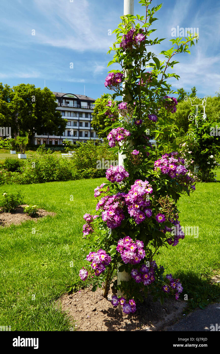 Rose in the garden Stock Photo - Alamy