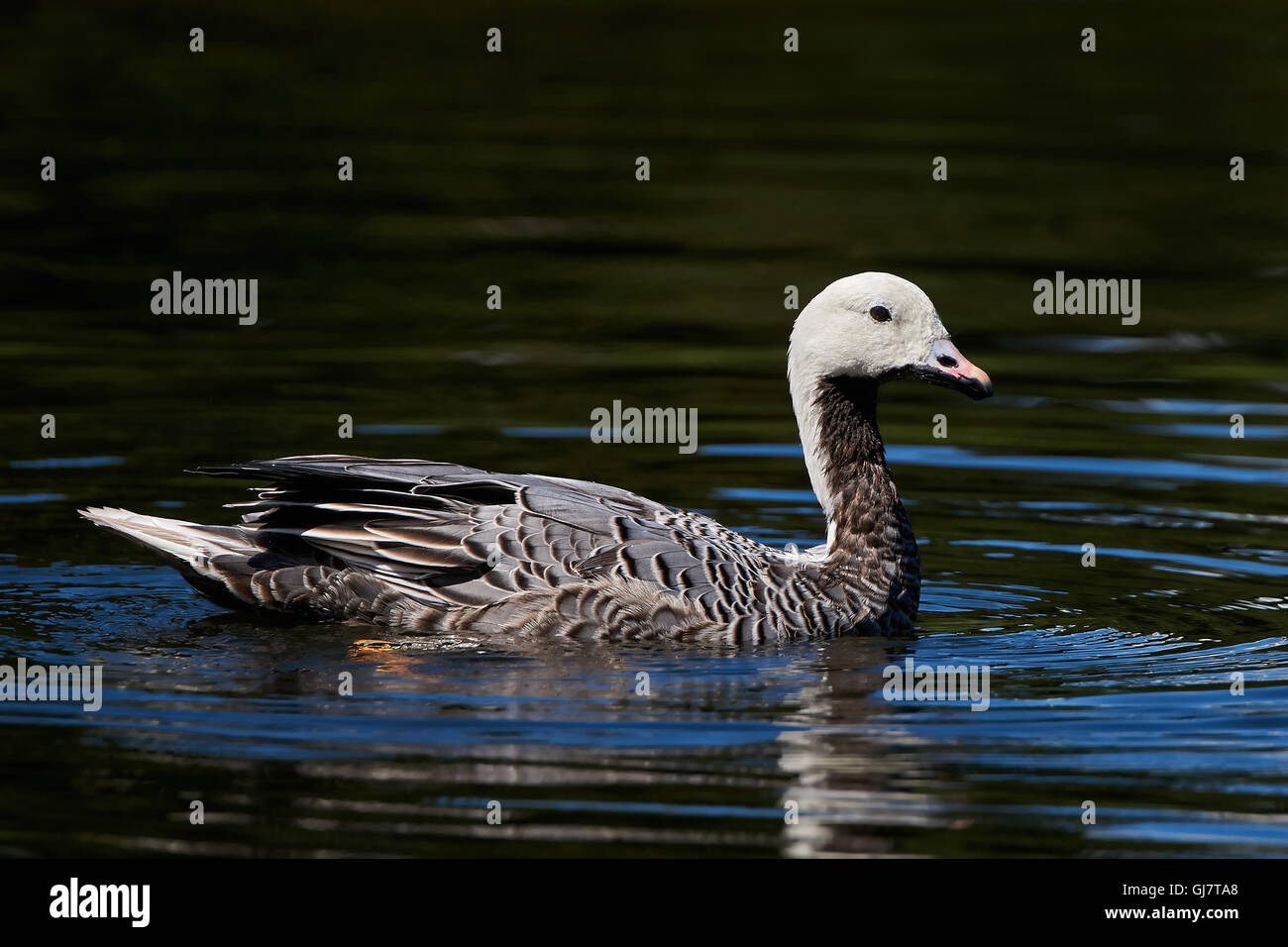 Emperor goose swimming in water in its habitat Stock Photo - Alamy