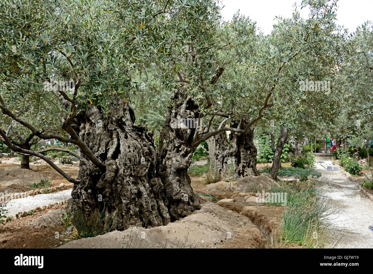 Jerusalem israel trees hi-res stock photography and images - Alamy